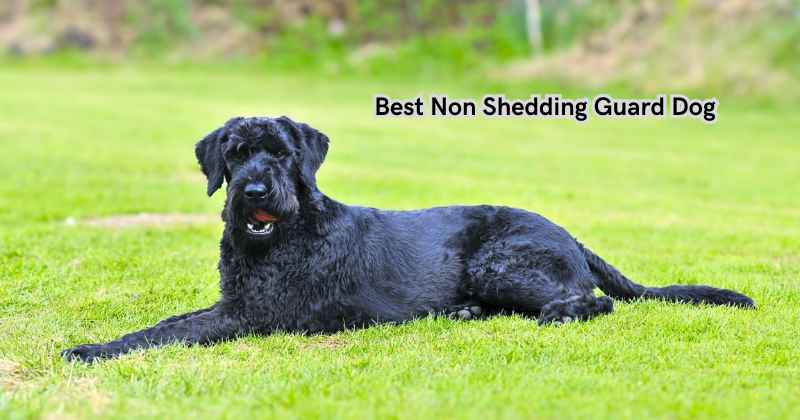 Best Non Shedding Guard Dog